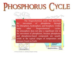 Phosphorus cycle | PPTX