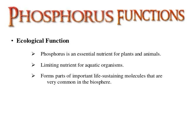 Phosphorus cycle