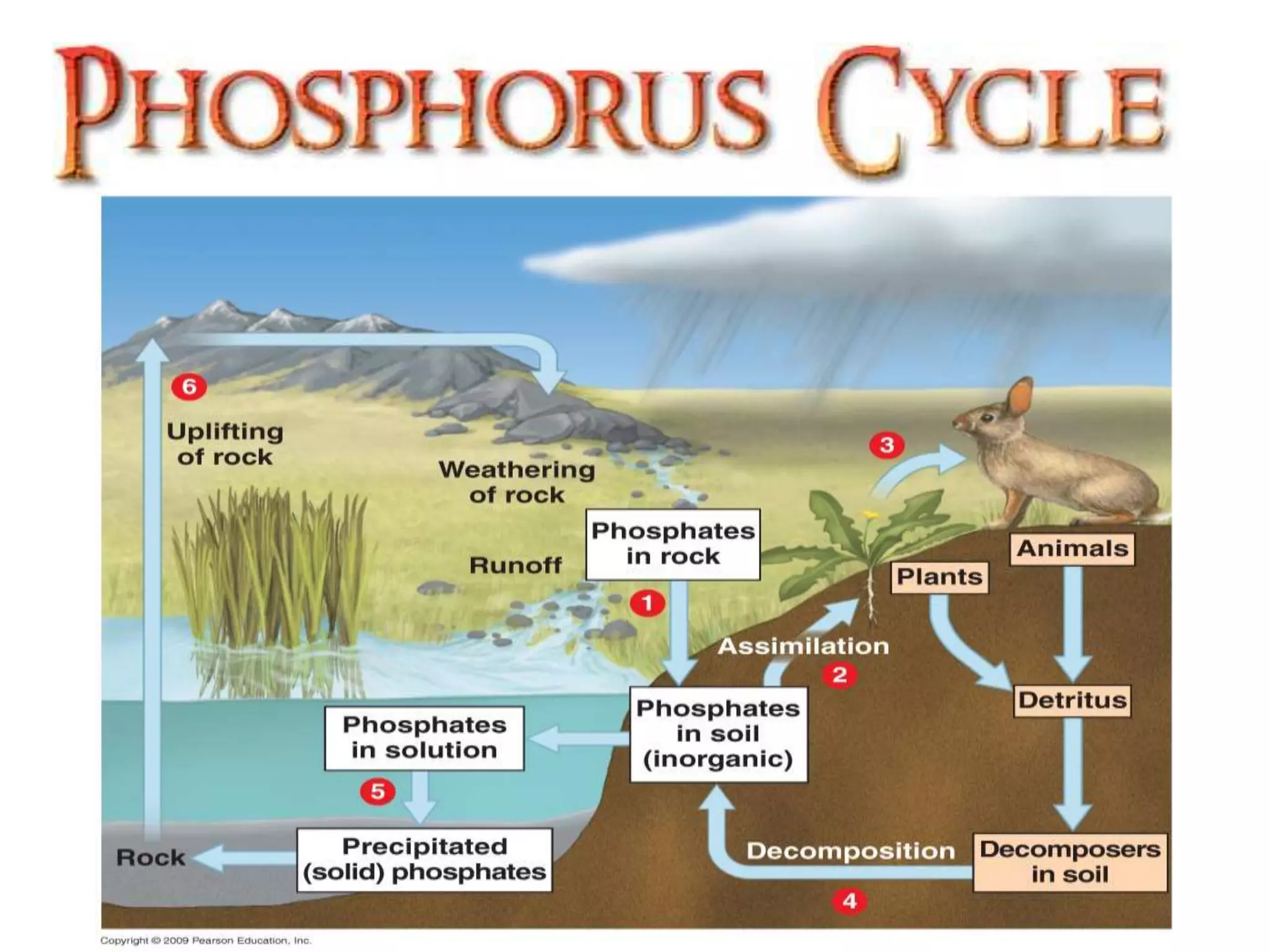Phosphorus cycle | PPTX