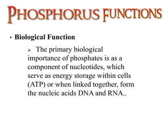 Phosphorus cycle | PPTX