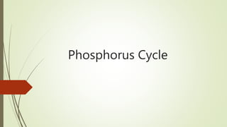 Phosphorus cycle | PPTX