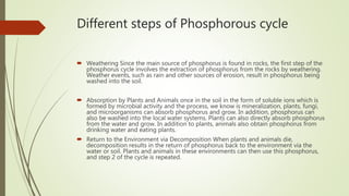 Phosphorus cycle | PPTX