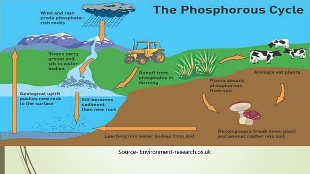 Phosphorus cycle | PPT