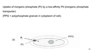 Phosphorus cycle | PPTX
