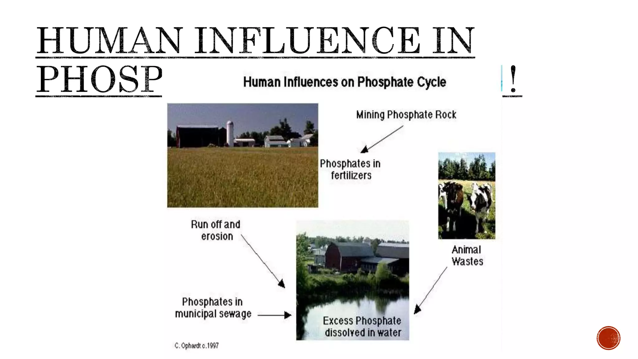 Phosphorus cycle Detailed | PPTX