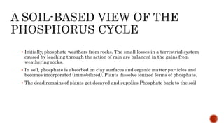 Phosphorus cycle Detailed | PPT