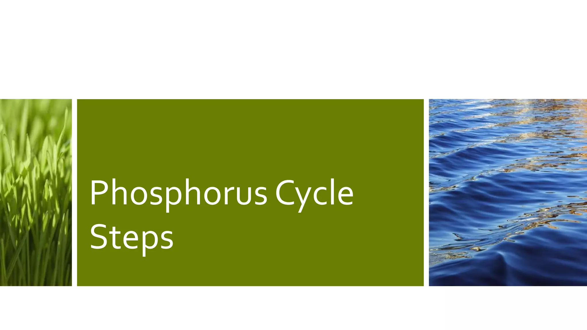 Phosphorus cycle | PPTX