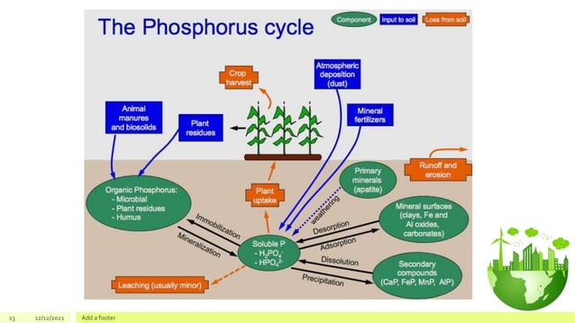Phosphorus cycle | PPTX | Gardening | Home & Garden