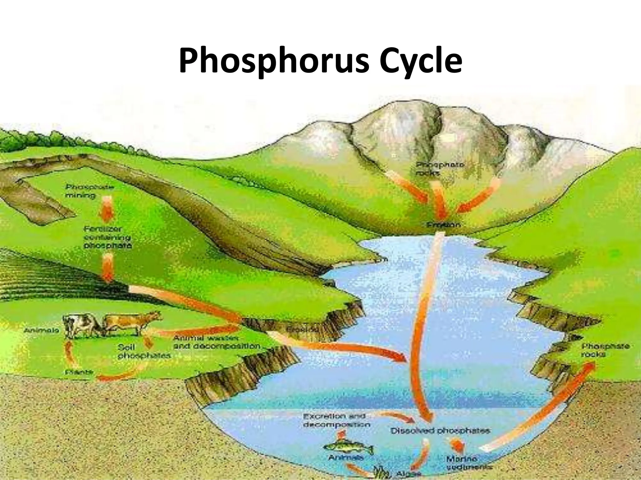 phosphorous cycle explained power point. | PPT