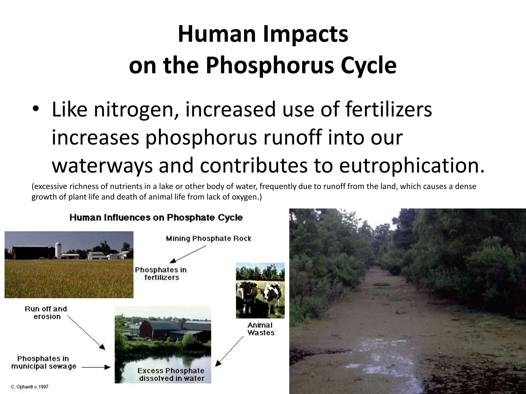 phosphorous cycle explained power point. | PPT