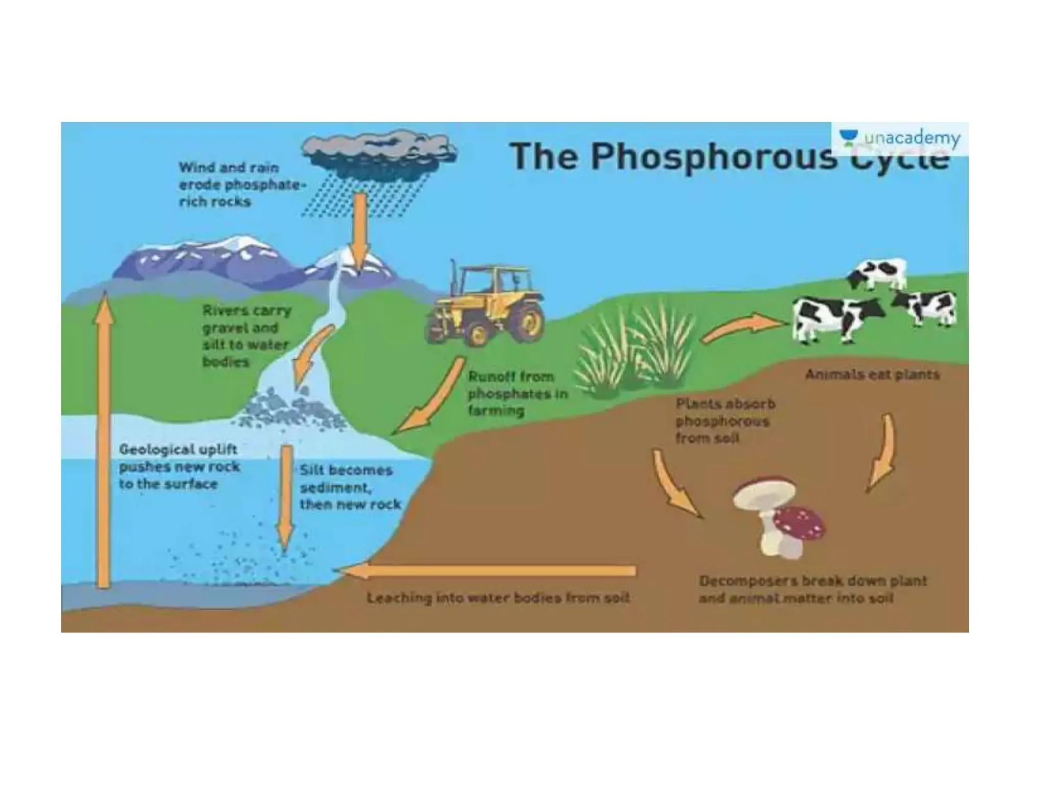 phosphorous cycle explained power point. | PPT