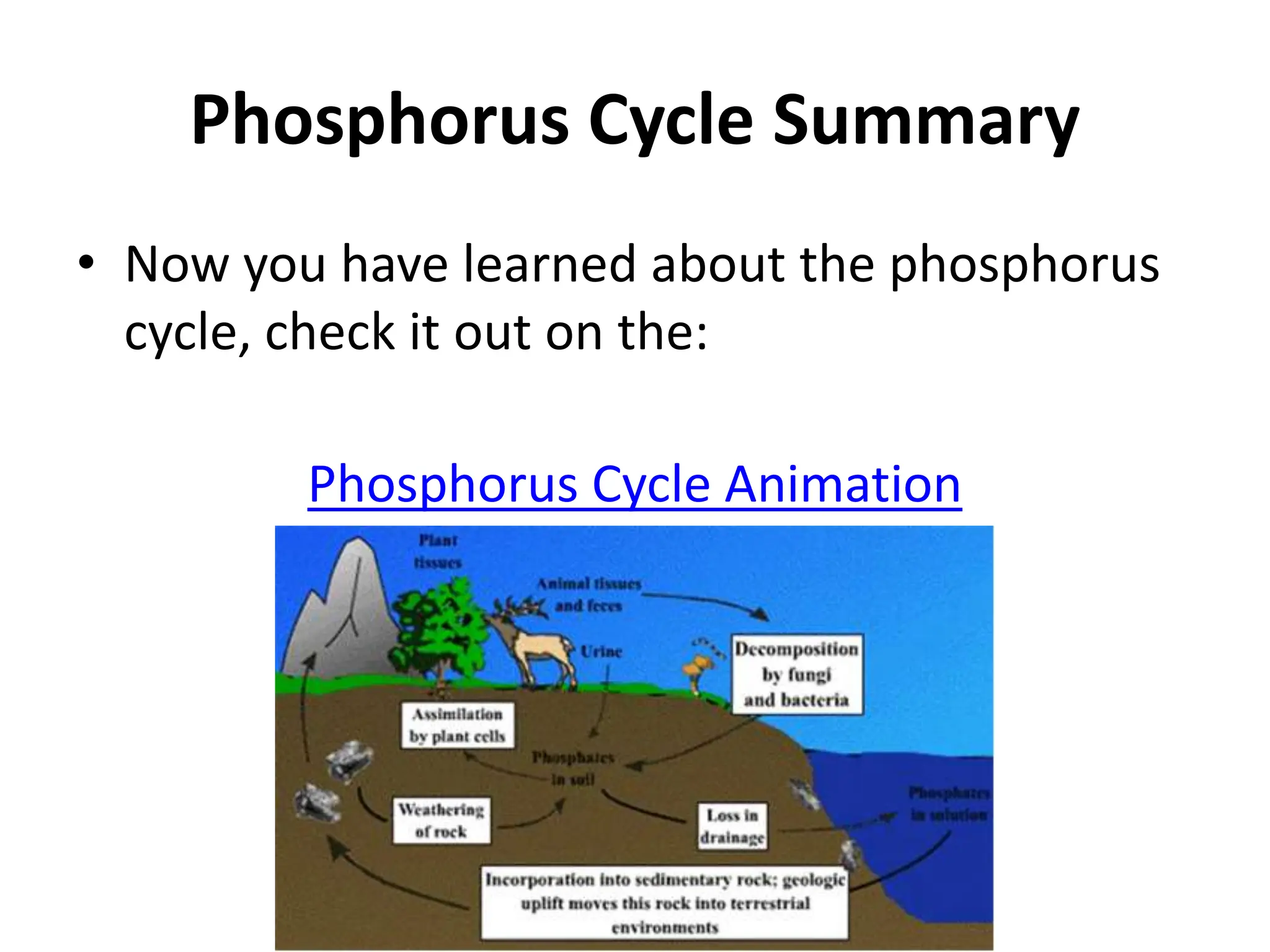 phosphorous cycle explained power point. | PPT