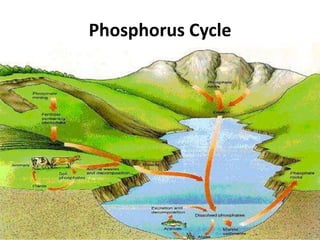 phosphorous cycle explained power point. | PPT