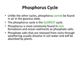 phosphorous cycle explained power point. | PPT