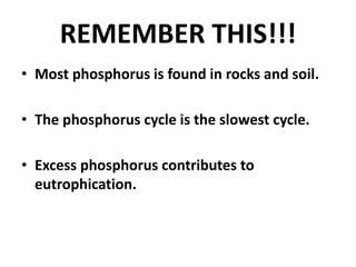 phosphorous cycle explained power point. | PPT
