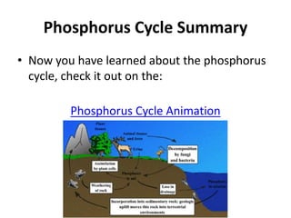 phosphorous cycle explained power point. | PPT