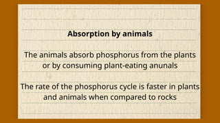 Phosphorus cycle (Food and Environmental Microbiology).pptx.pptx