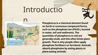 Phosphorus cycle (Food and Environmental Microbiology).pptx.pptx