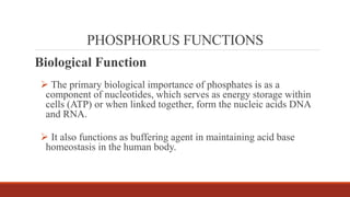 PHOSPHORUS CYCLE - Villanuevaxxxxxxx pdf. | PDF