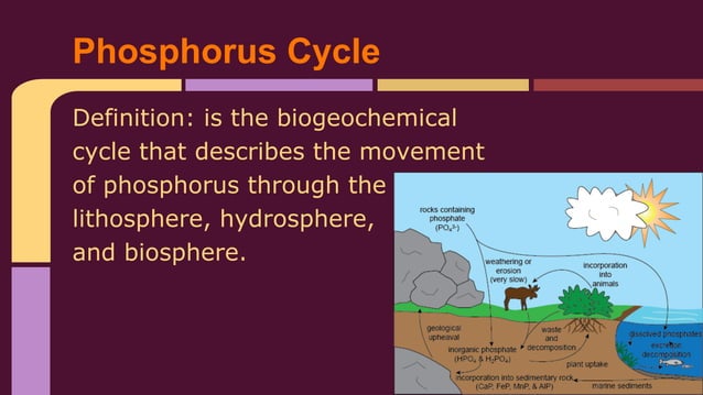 Phosphorus Cycle that involves the movement of phosphorus through the ...