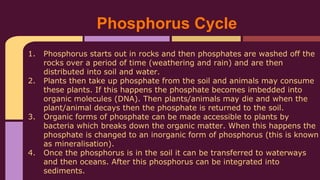 Phosphorus Cycle that involves the movement of phosphorus through the ...
