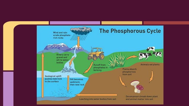 Phosphorus Cycle that involves the movement of phosphorus through the ...