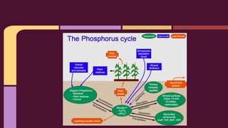 Phosphorus Cycle that involves the movement of phosphorus through the ...
