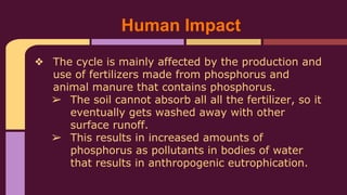 Phosphorus Cycle that involves the movement of phosphorus through the ...