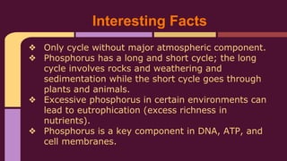 Phosphorus Cycle that involves the movement of phosphorus through the ...