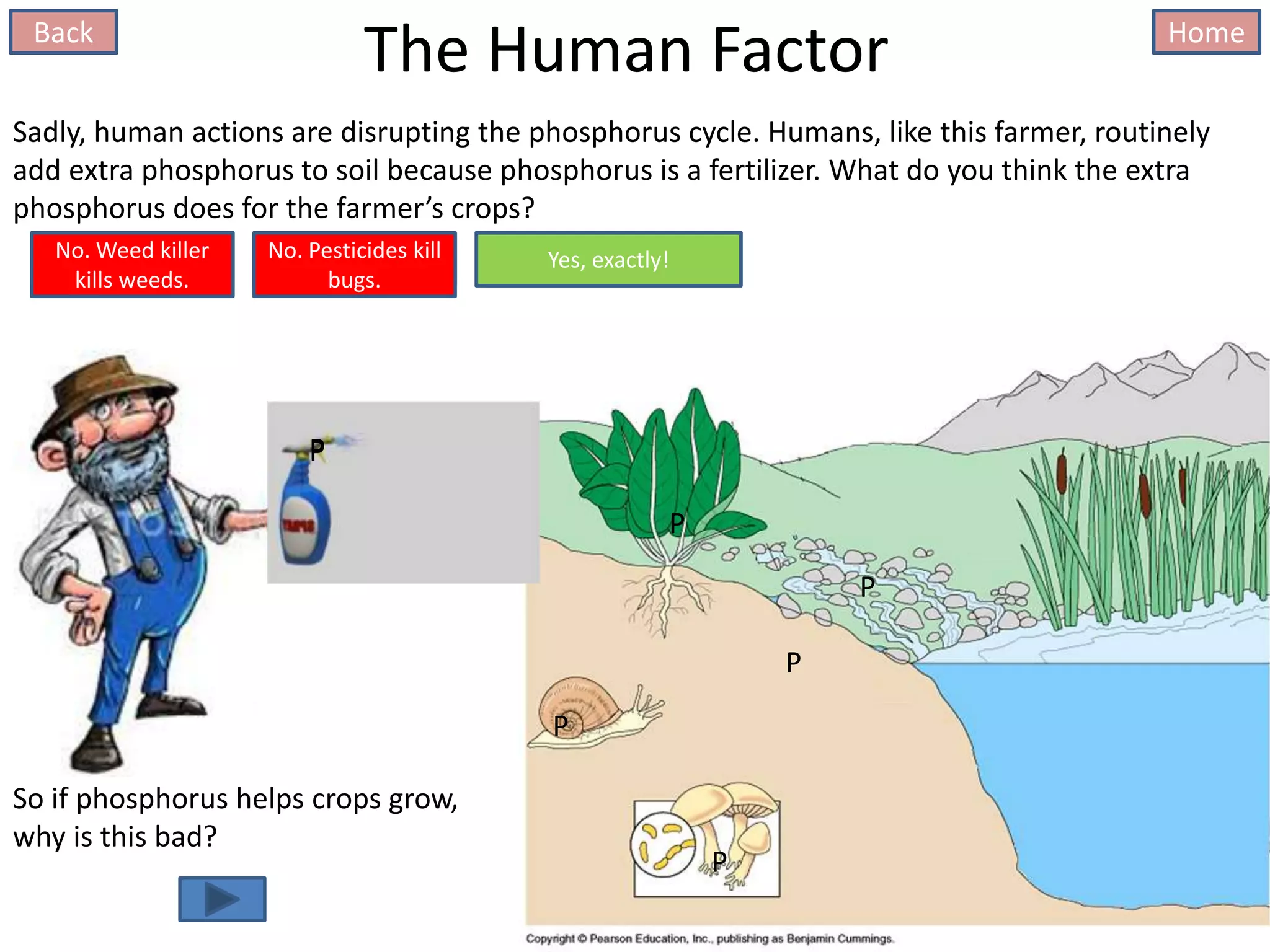 Phosphorus cycle group 4 | PPT