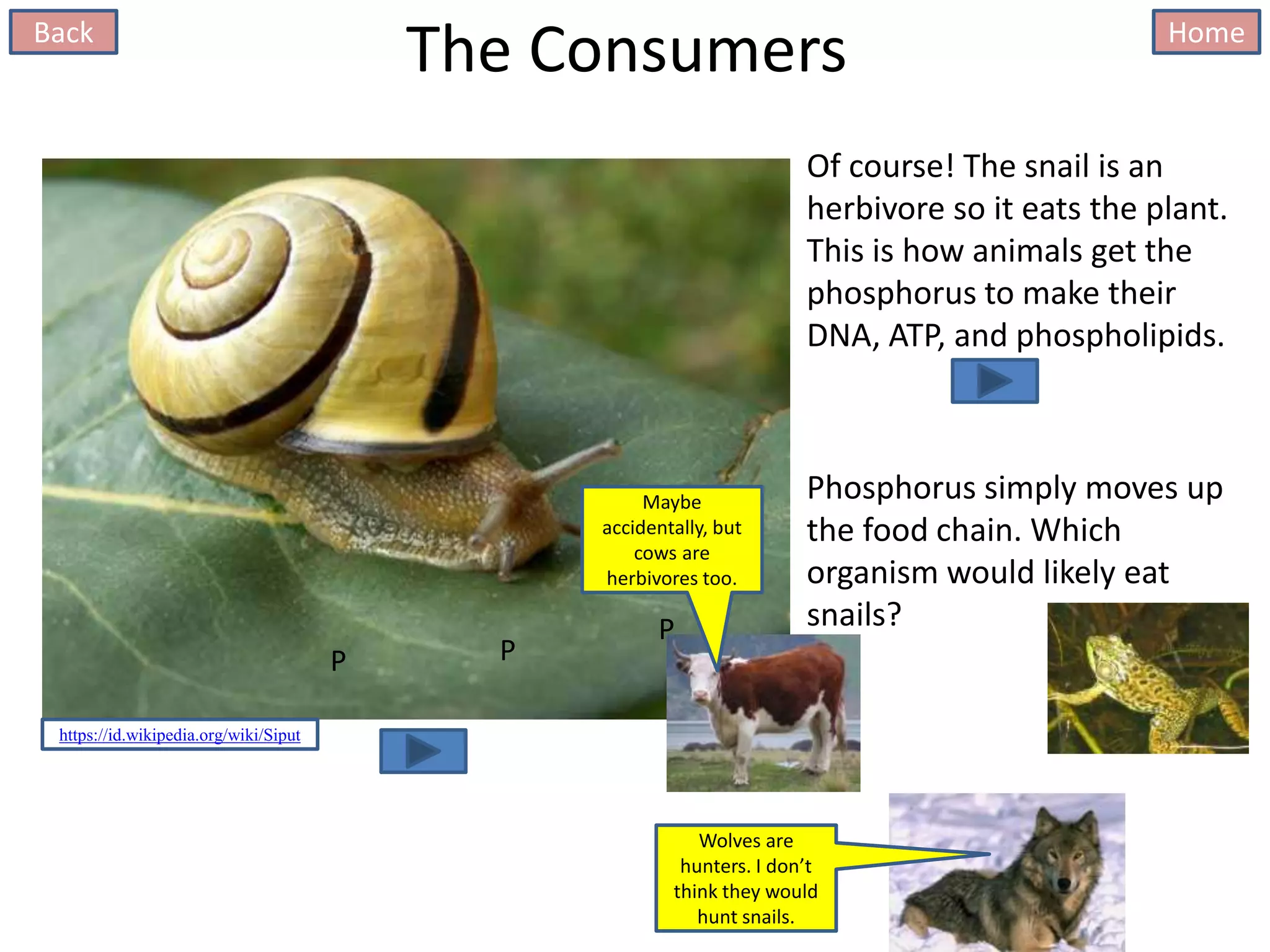 Phosphorus cycle group 4 | PPT