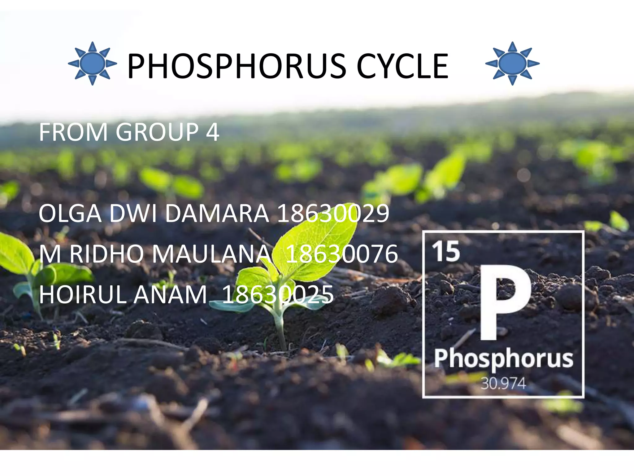 PHOSPHORUS CYCLE | PPT