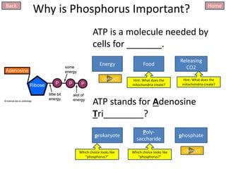 Phosphorus cycle group 4 | PPT