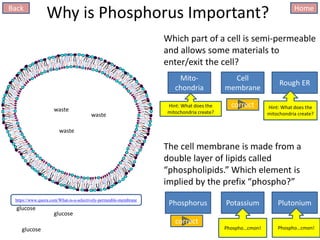 Phosphorus cycle group 4 | PPT | Gardening | Home & Garden