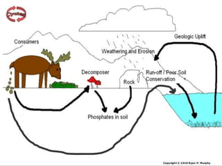 Simple Phosphorus Cycle Diagram