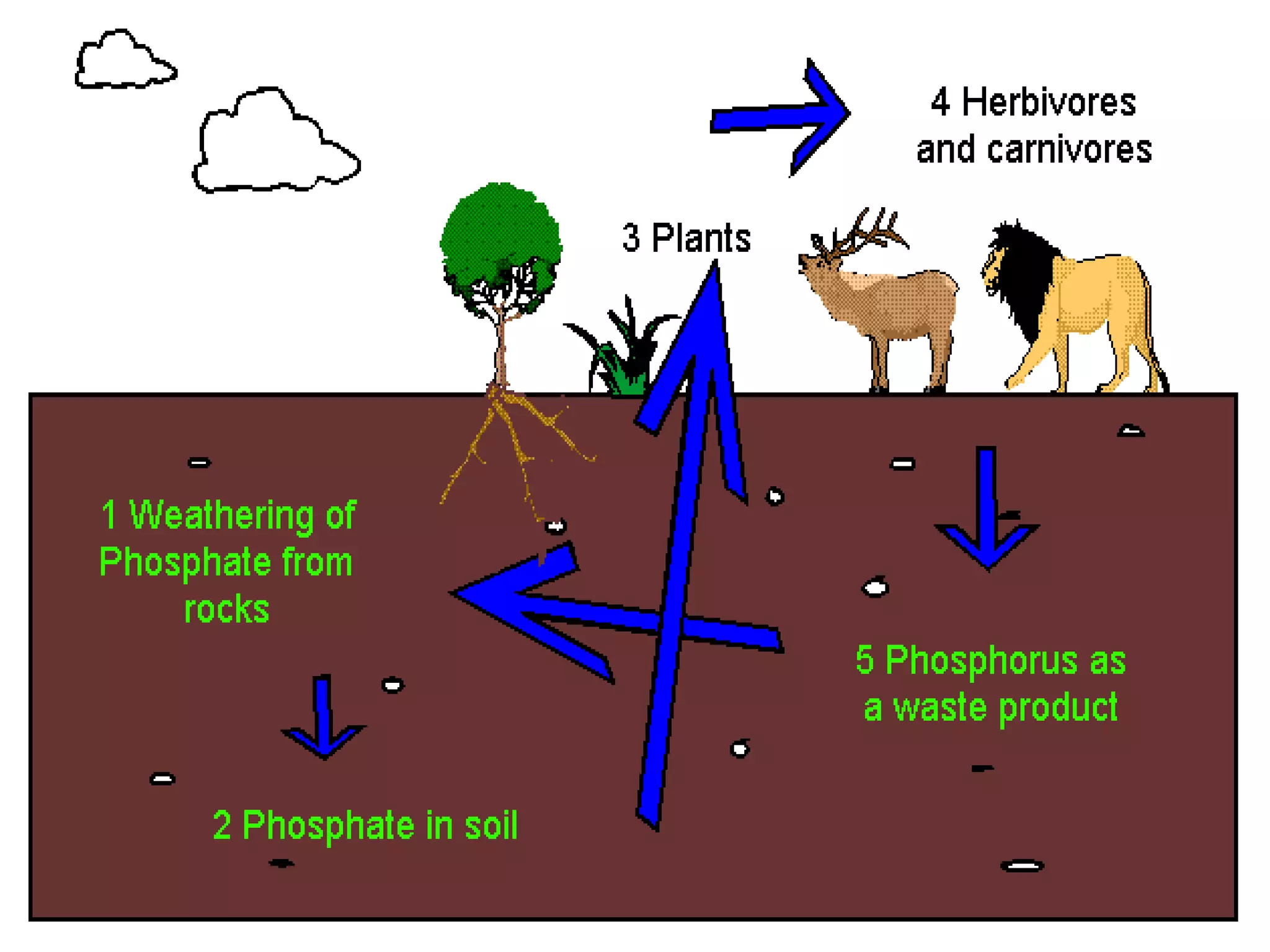 Phosphorus Project | PPT