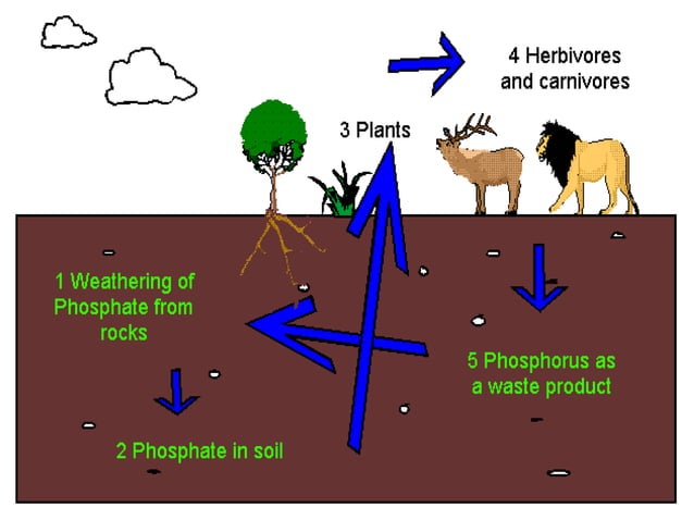Phosphorus Project | PPT