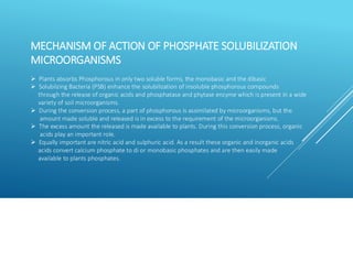 PHOSPHORUS SOLUBILIZATION BY PHOSPHOBACTERIA | PDF