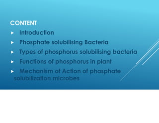 PHOSPHORUS SOLUBILIZATION BY PHOSPHOBACTERIA | PDF