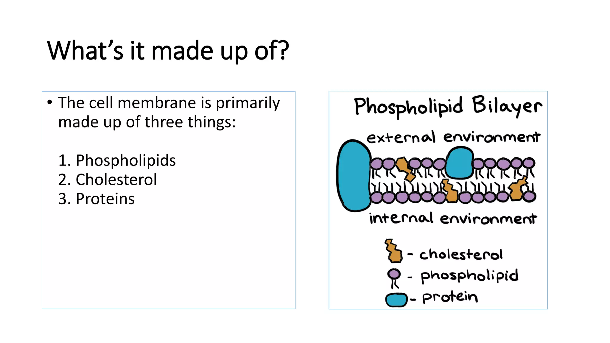 Phospolipid.pptx