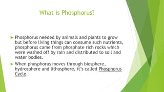 Phosporus Cycle_Kent SG.pptx