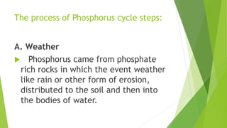 Phosporus Cycle_Kent SG.pptx