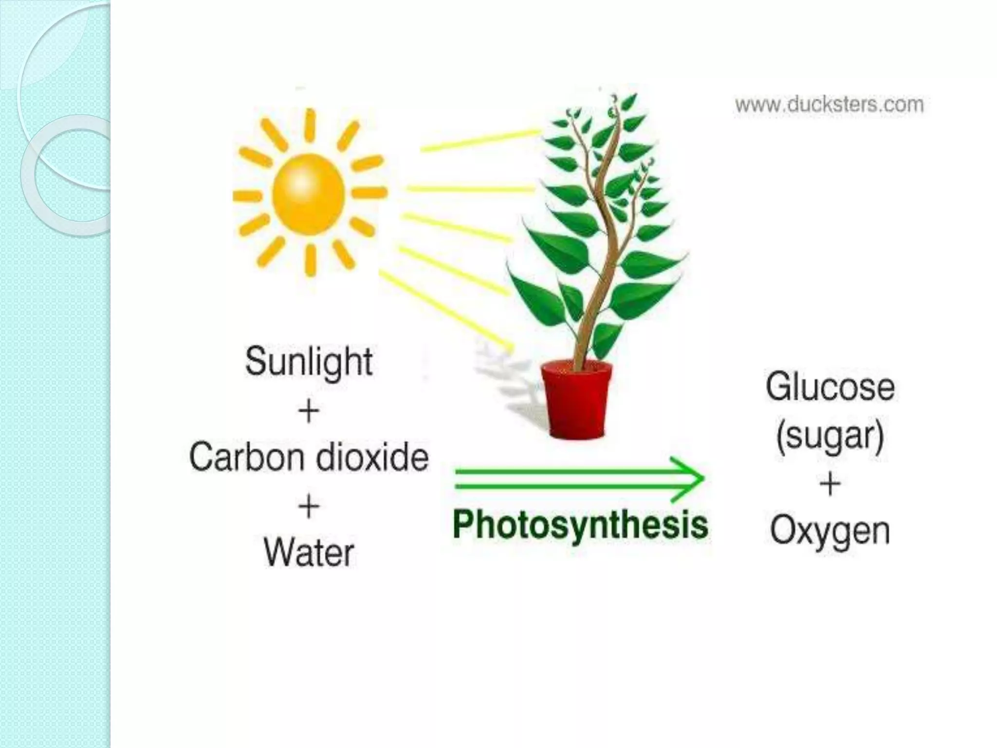 Photosynthesis in plants.pptx
