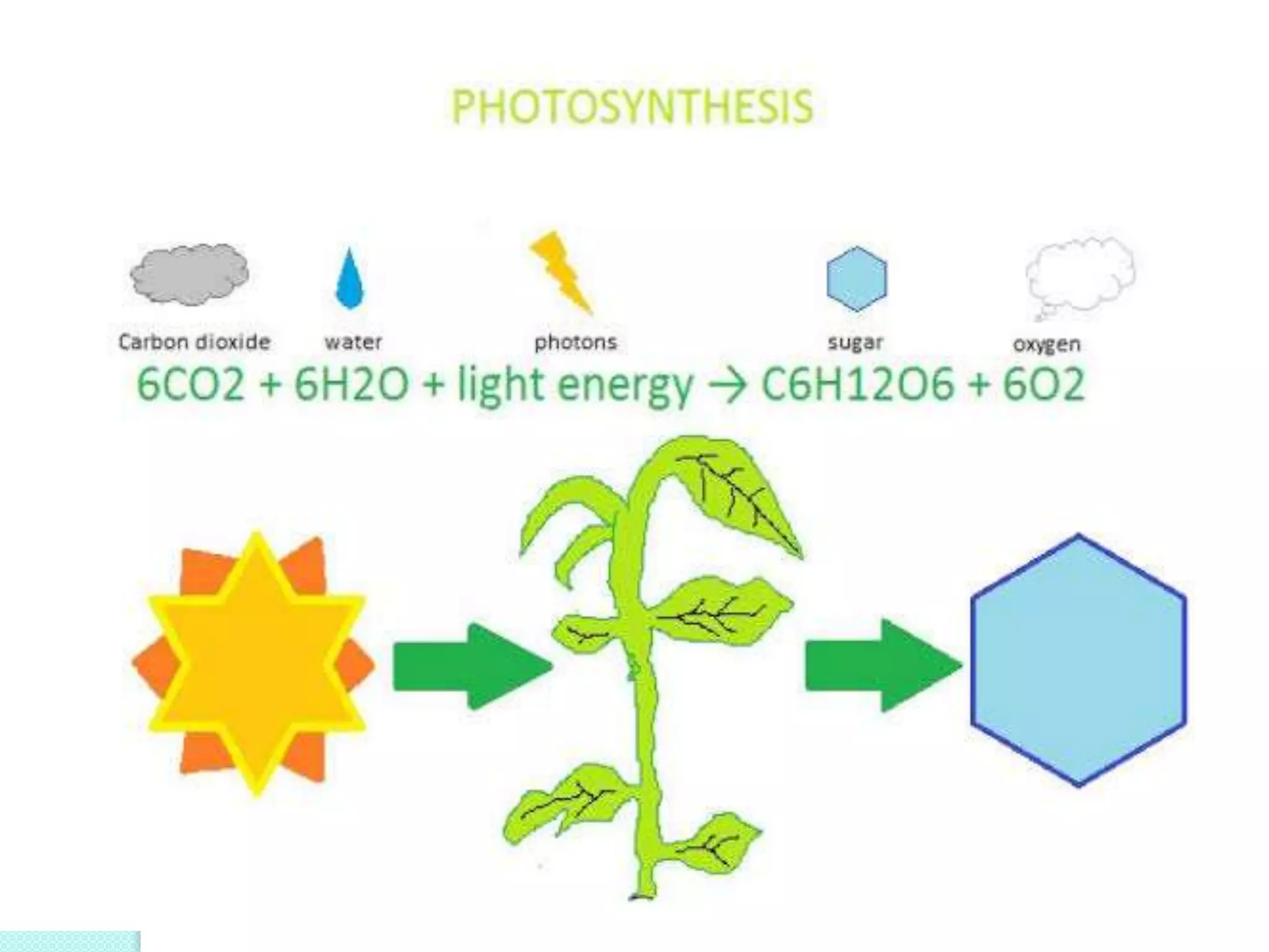 Photosynthesis in plants.pptx