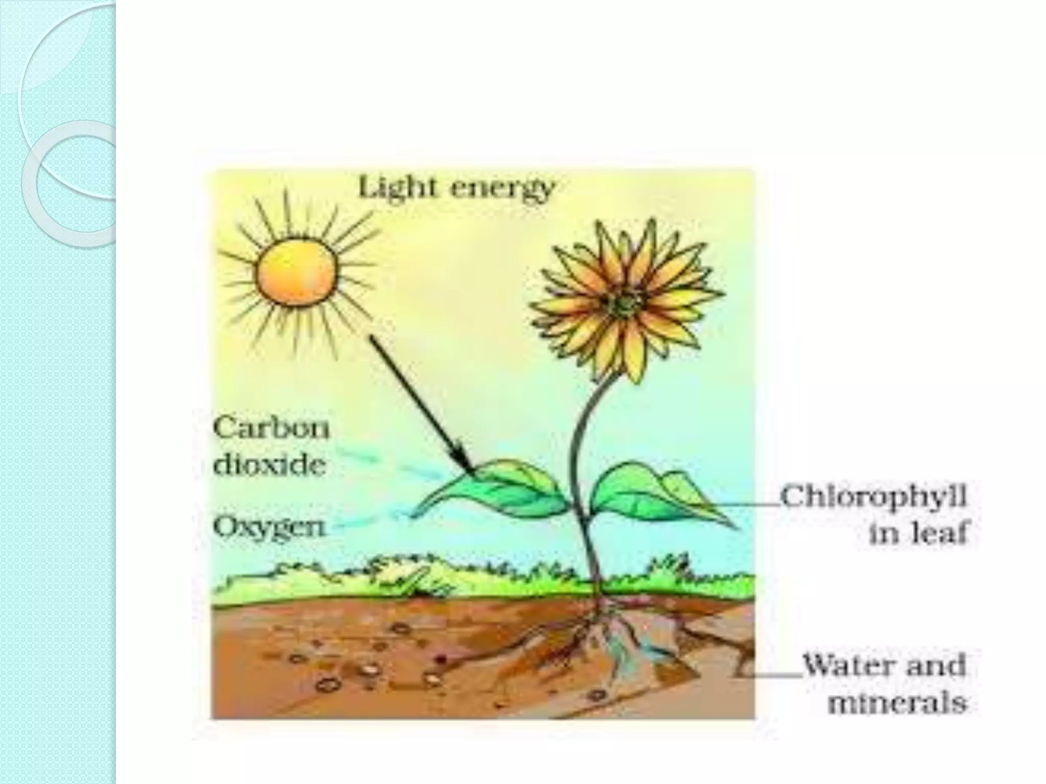 Photosynthesis in plants.pptx