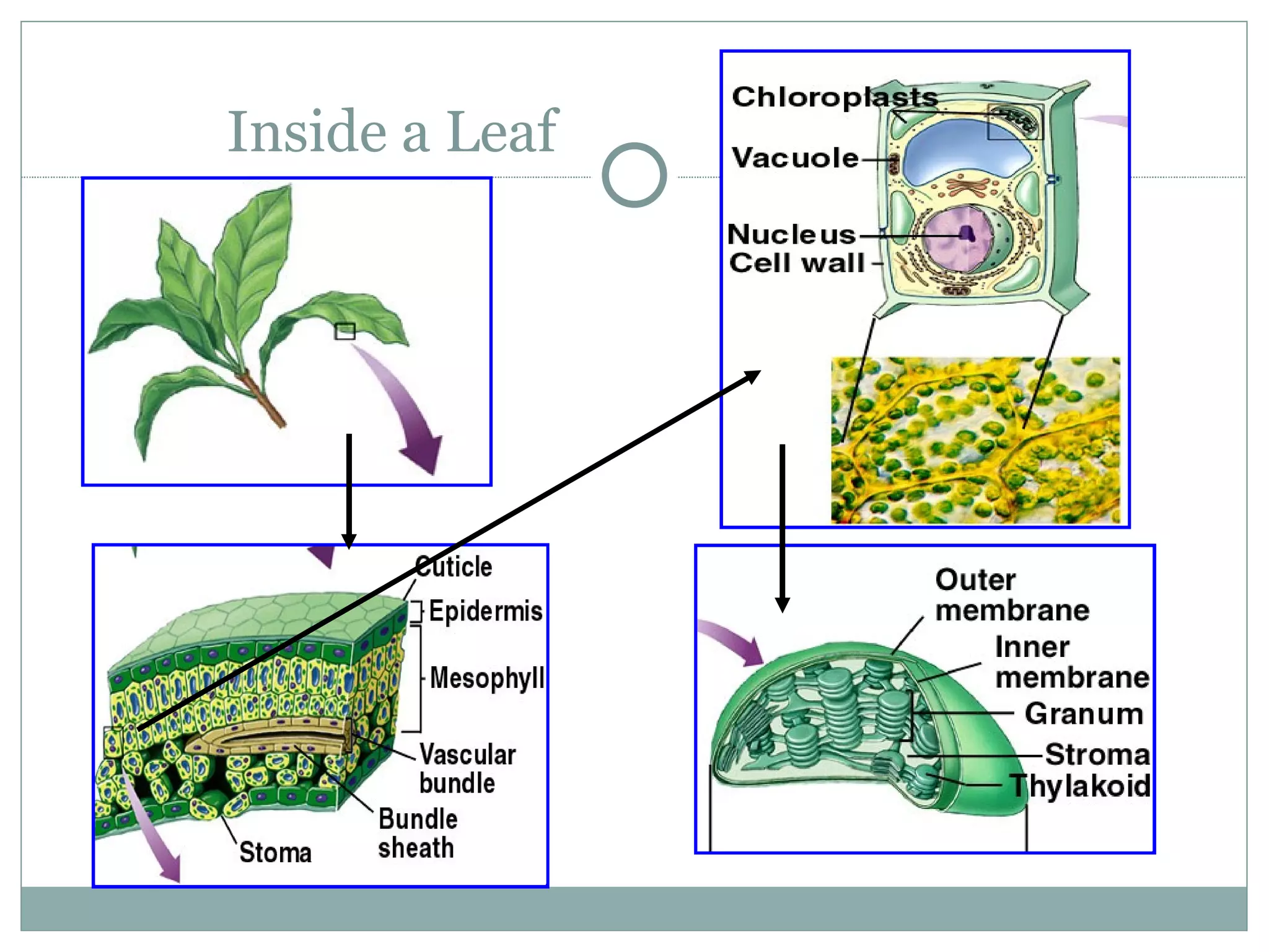Photosynthesis & Plants | PPT