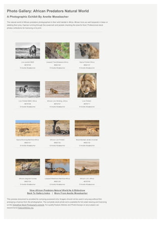 Photo Gallery of African Predators in their Natural Habitat | PDF