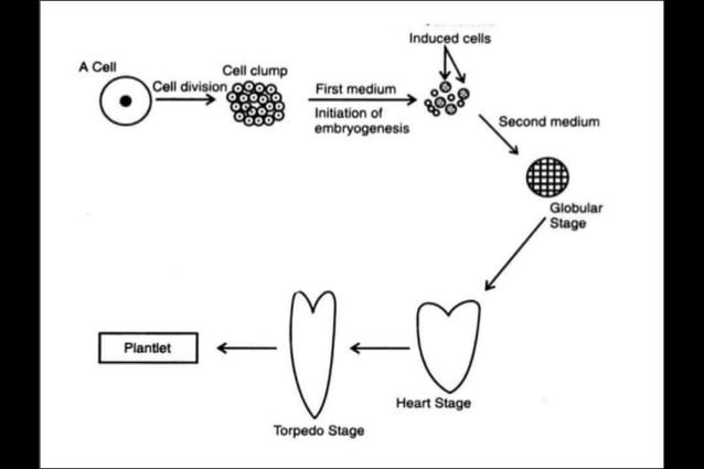 Somatic Embryogenesis Ppt 9046