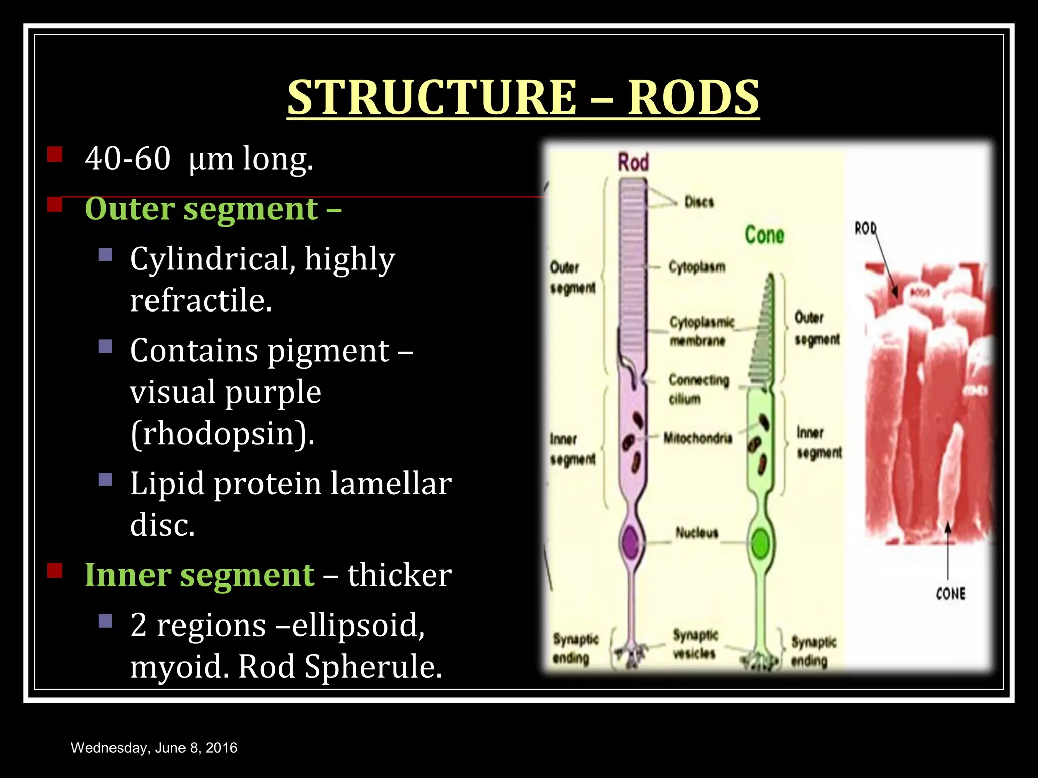 PHOTOCHEMISTRY OF VISION | PPT