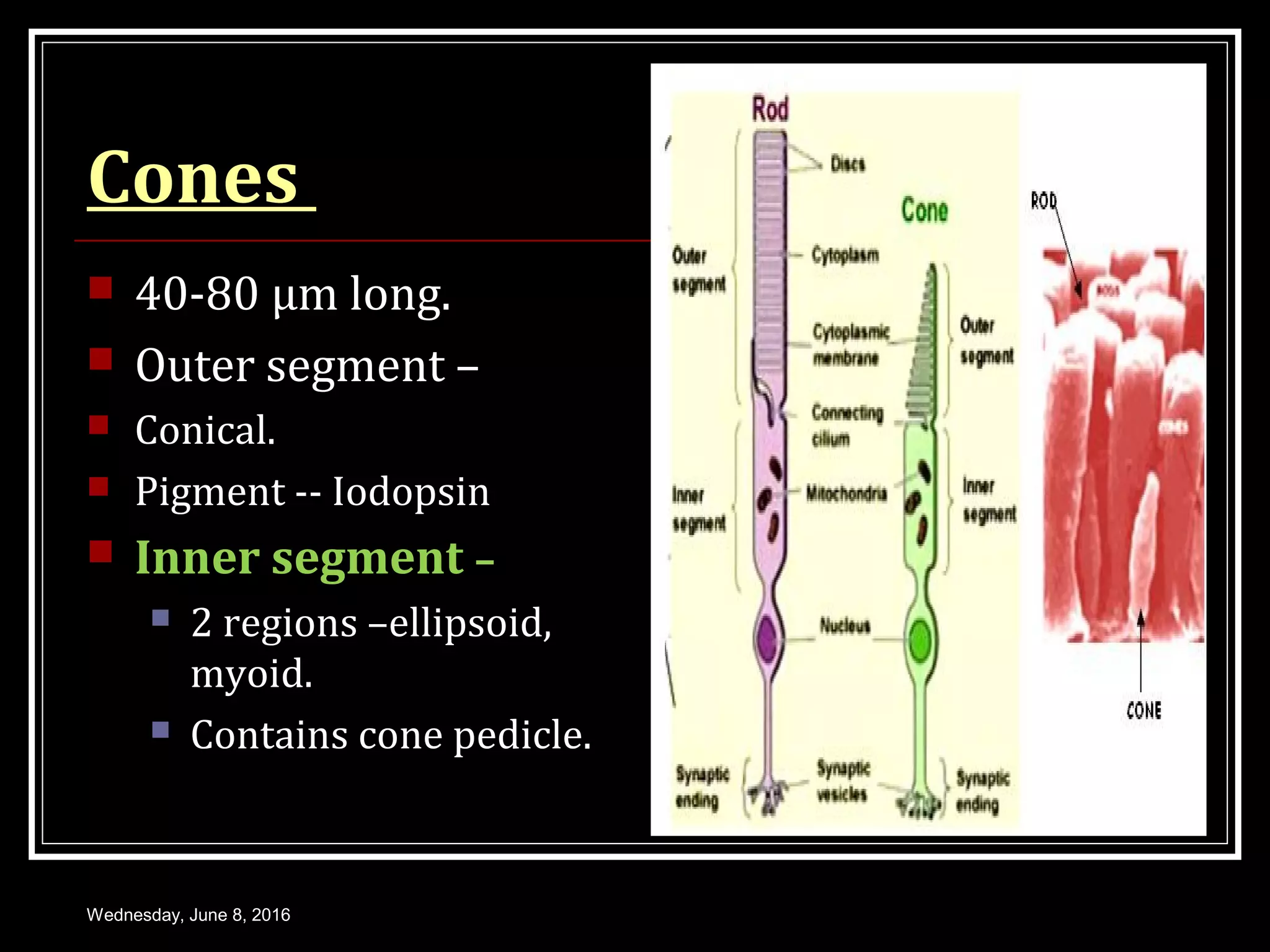 PHOTOCHEMISTRY OF VISION | PPT